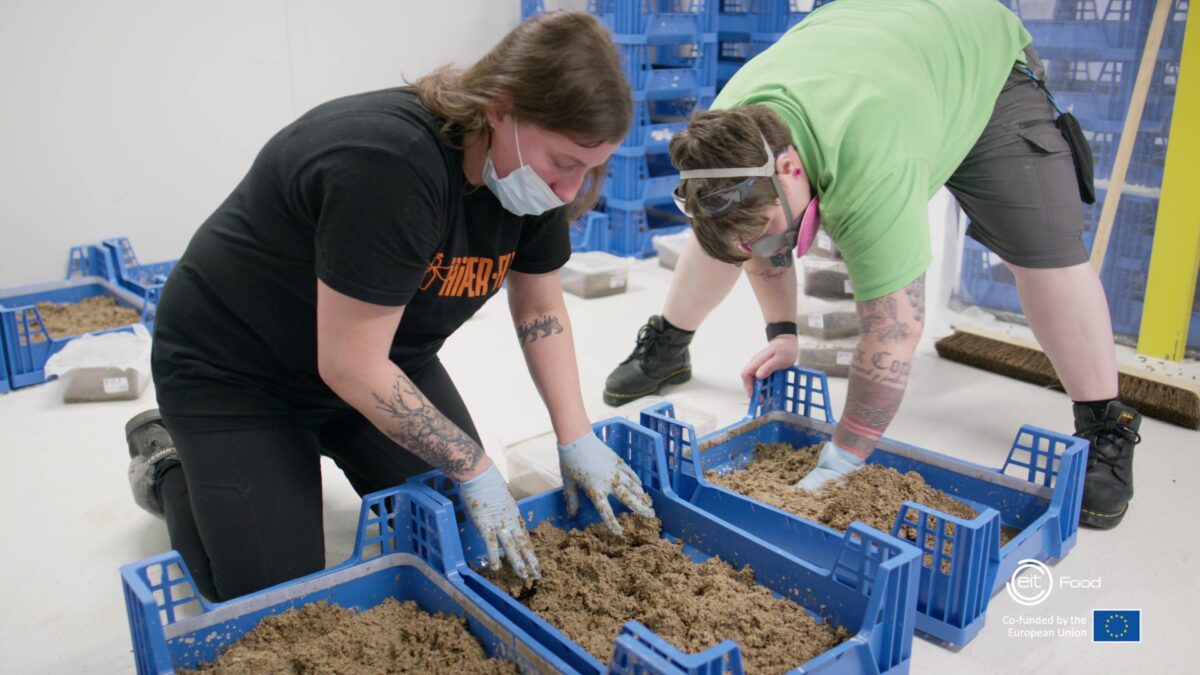 Explore a Day in the Life of a Bug Breeder - EIT Food