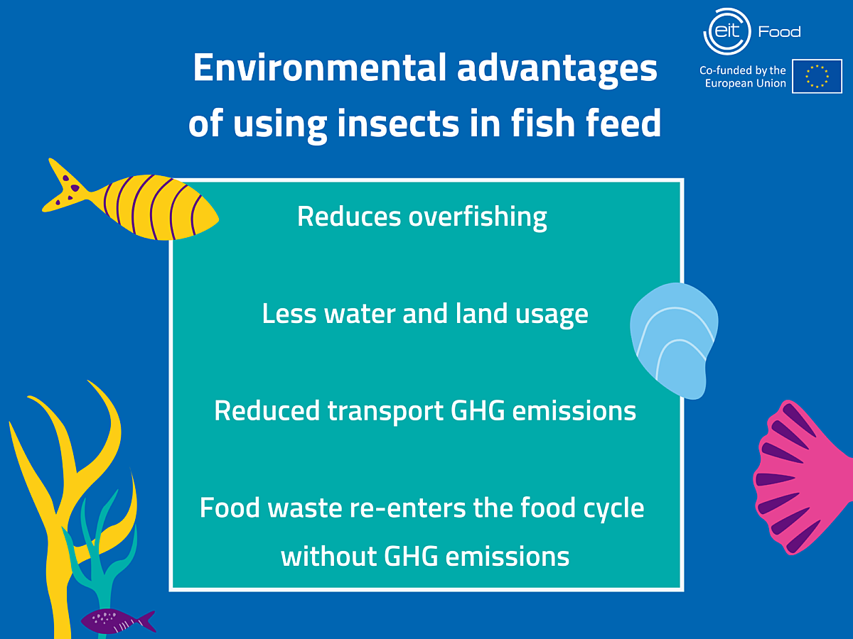 A new aquafeed made from insect protein for the aquaculture sector ...