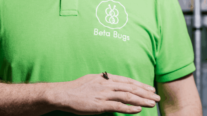 Farming insects with Beta Bugs - EIT Food