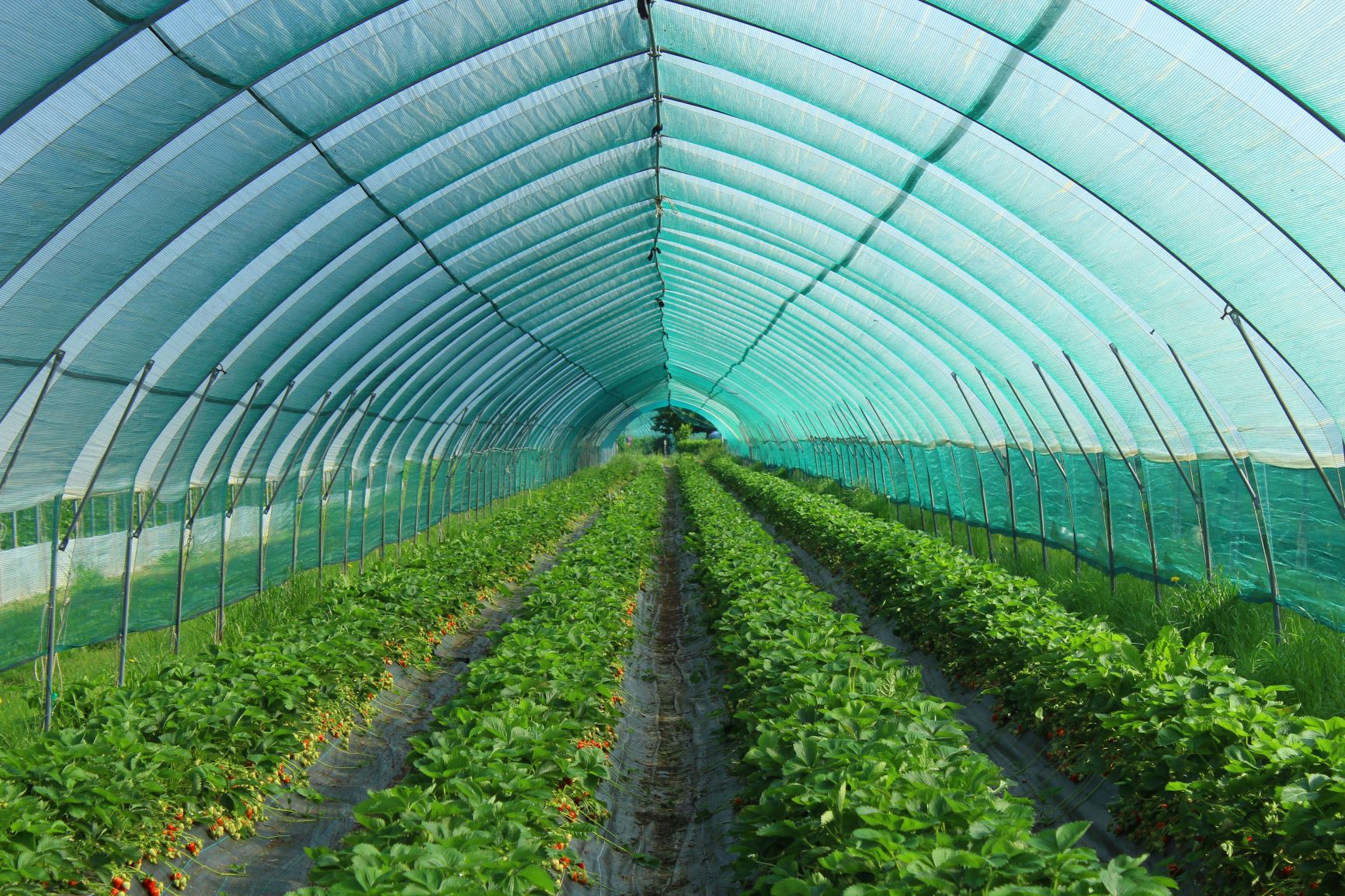 CleanFruit: Producing zero residue fruit using innovative pest control ...